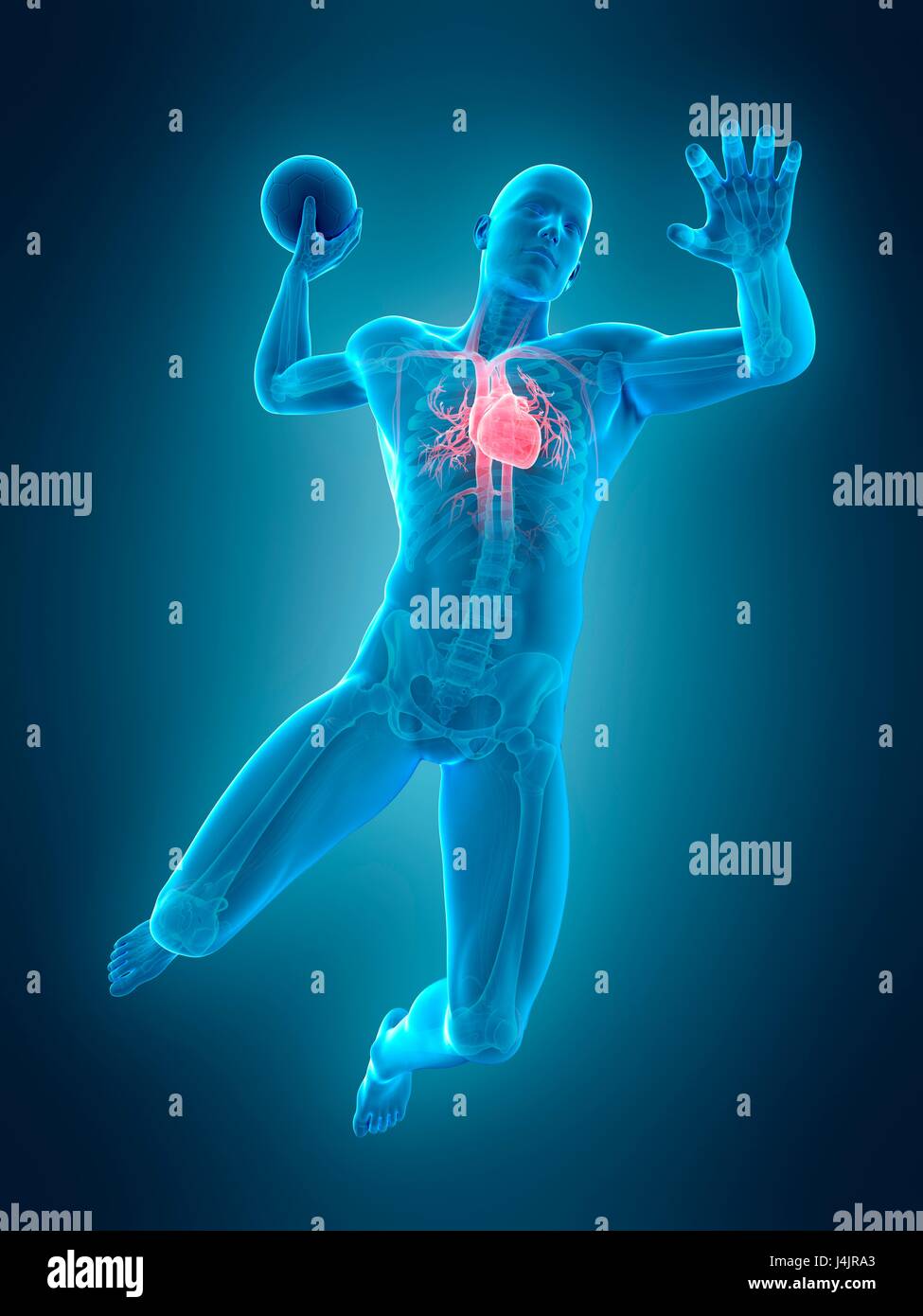 Anatomy of handball player, illustration Stock Photo - Alamy