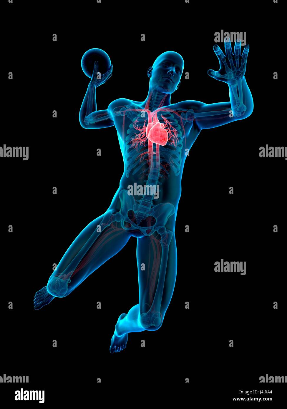 Anatomy of handball player, illustration Stock Photo - Alamy