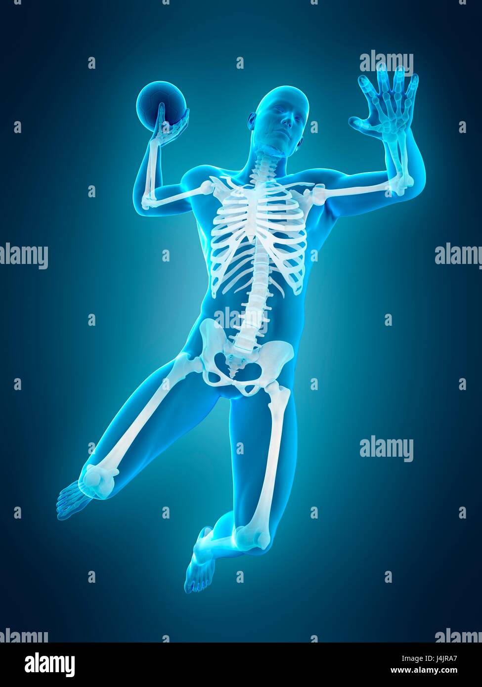 Skeletal structure of handball player, illustration Stock Photo - Alamy