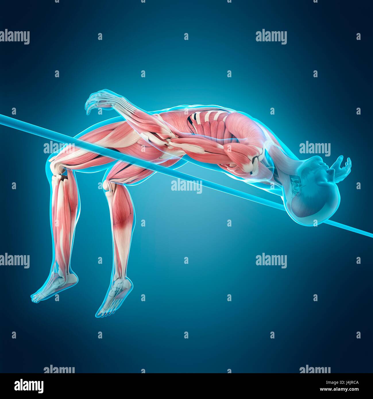 Muscular structure of person high jumping, illustration Stock Photo - Alamy