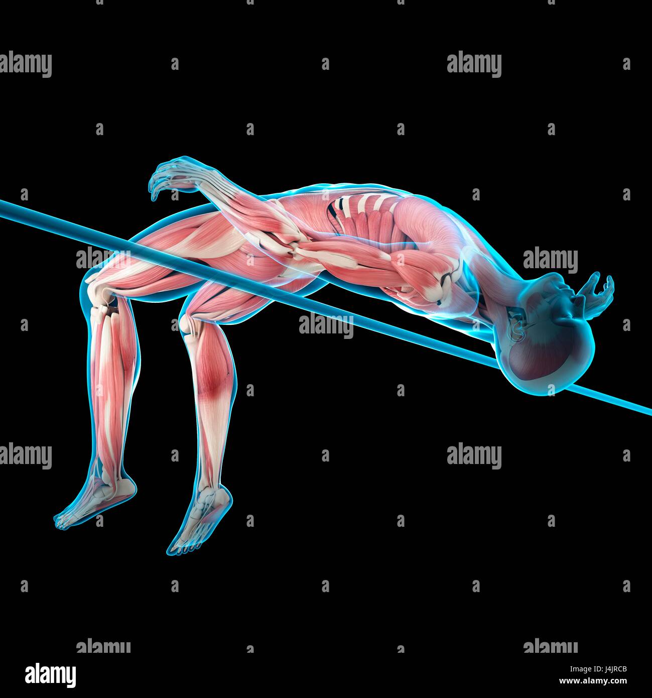Muscular structure of person high jumping, illustration Stock Photo - Alamy