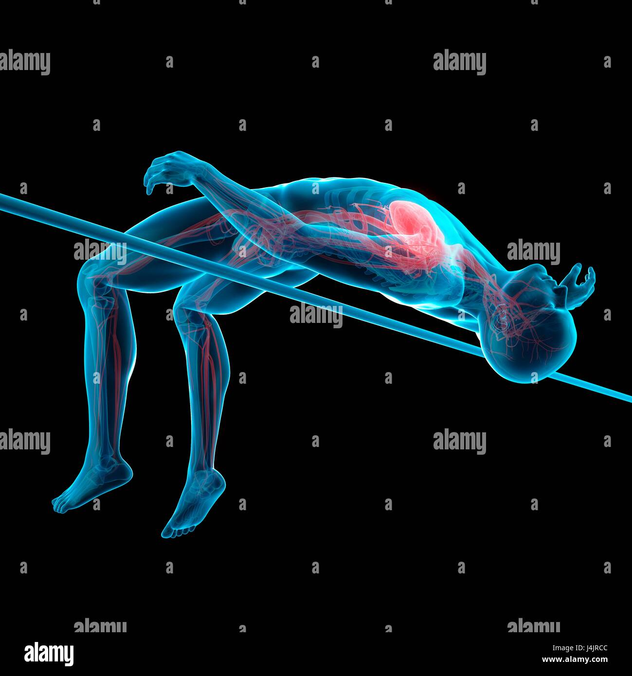Anatomy of person high jumping, illustration Stock Photo - Alamy