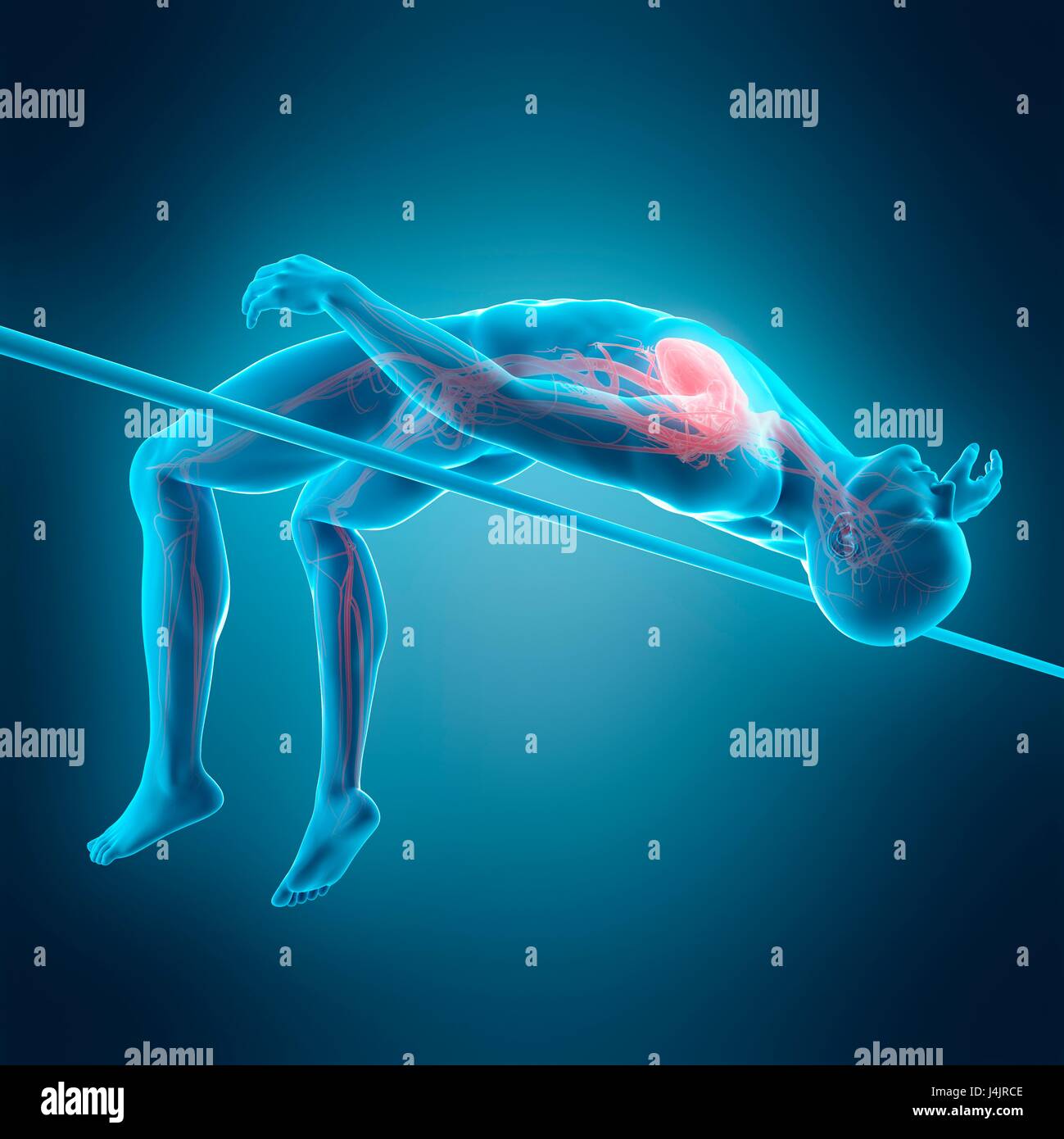Anatomy of person high jumping hi-res stock photography and images - Alamy