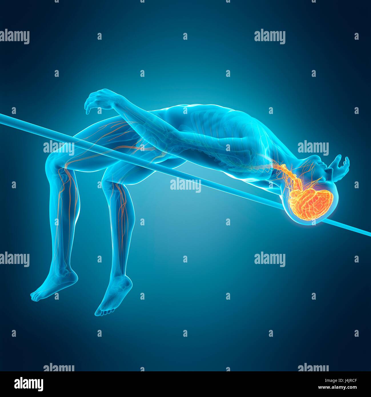 Anatomy of person high jumping hi-res stock photography and images - Alamy