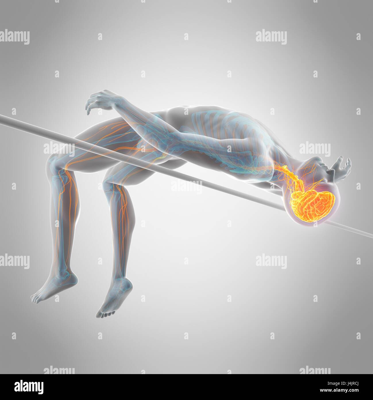 Anatomy of person high jumping hi-res stock photography and images - Alamy