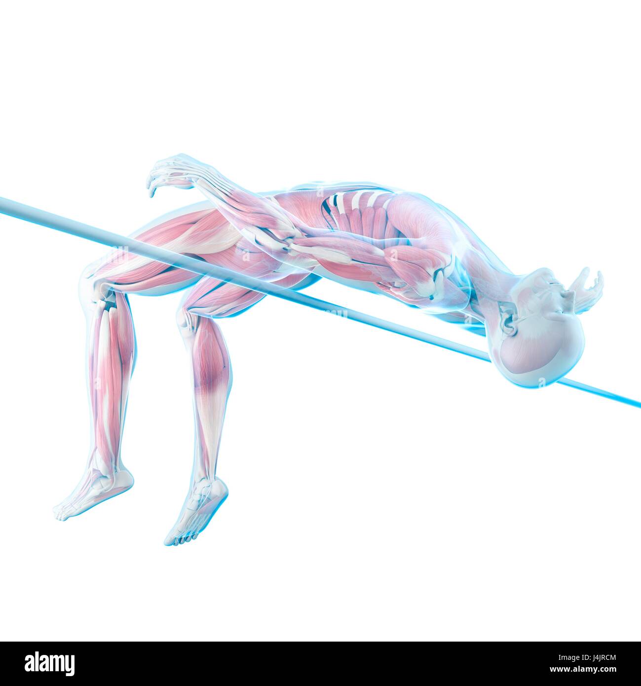 Anatomy of person high jumping hi-res stock photography and images - Alamy