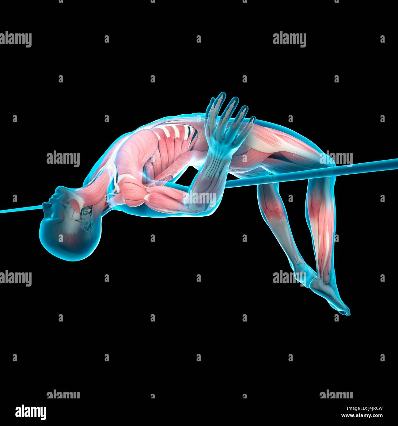 Muscular structure of person high jumping, illustration Stock Photo - Alamy