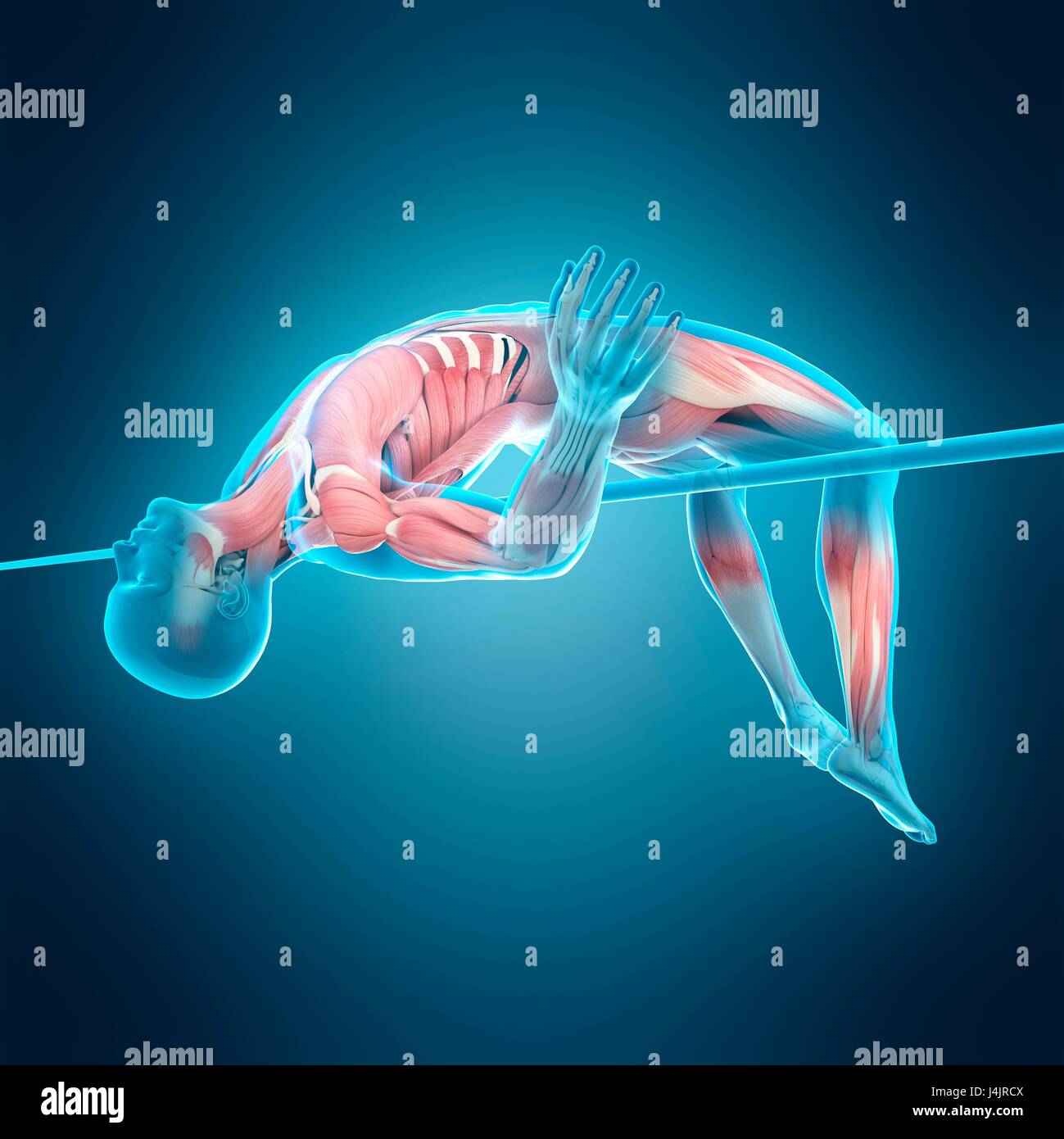 Muscular structure of person high jumping, illustration Stock Photo - Alamy