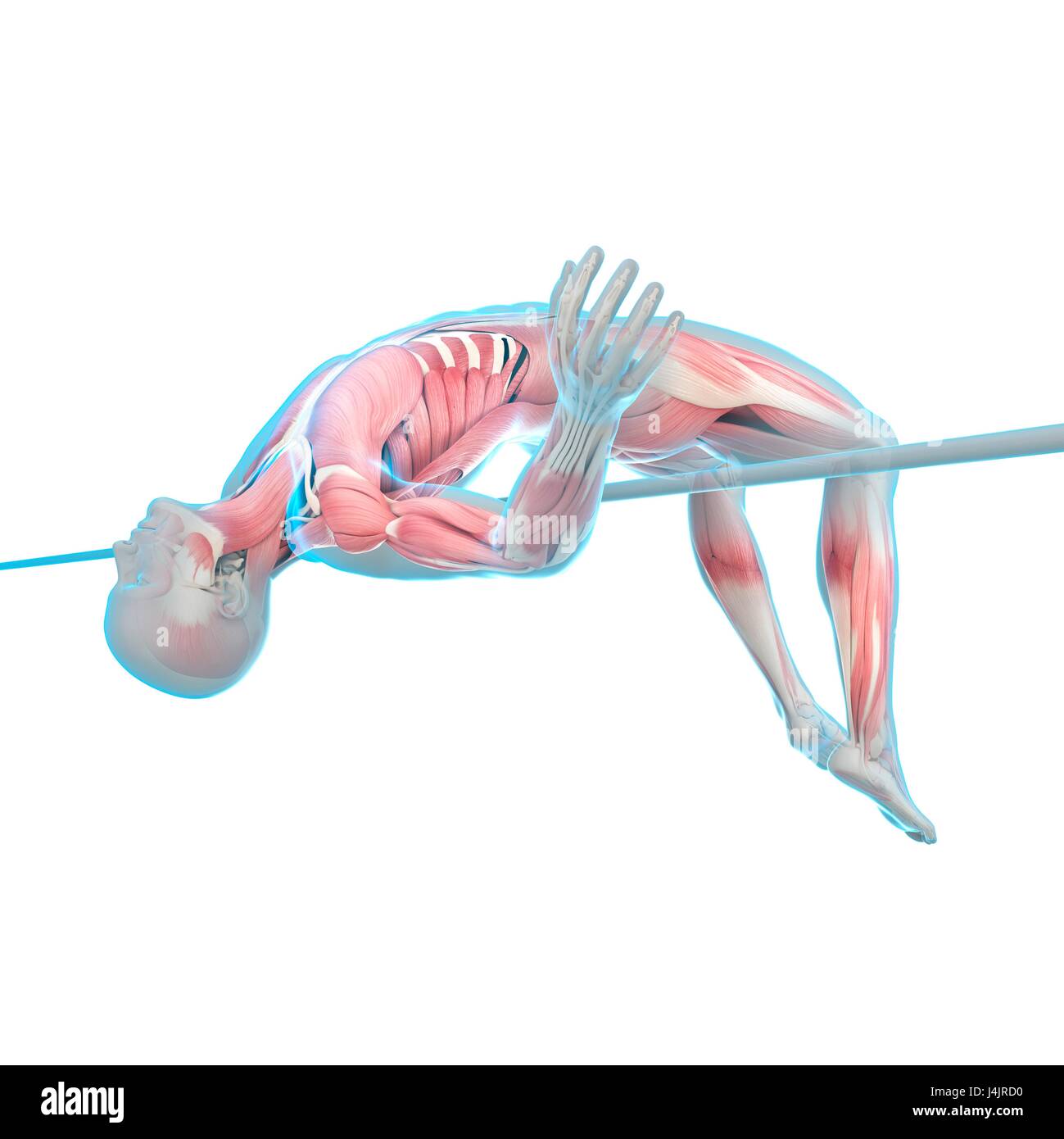Anatomy Of Person High Jumping High Resolution Stock Photography and ...