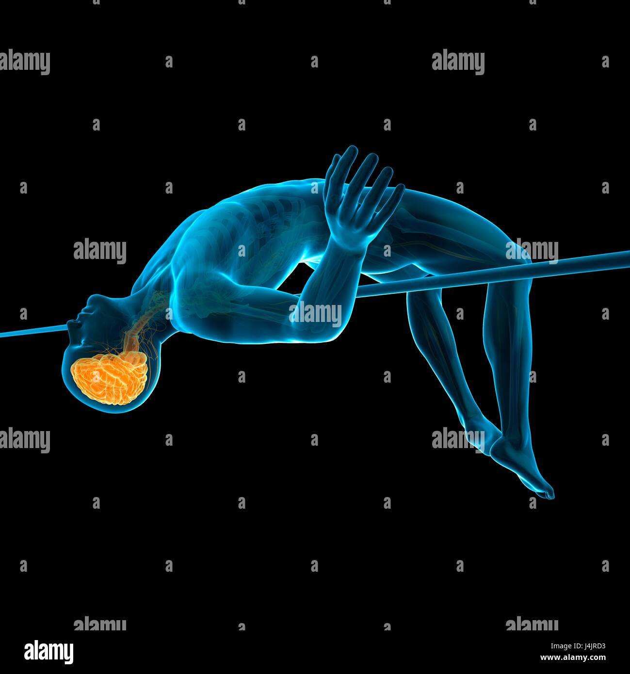 Anatomy of person high jumping hi-res stock photography and images - Alamy