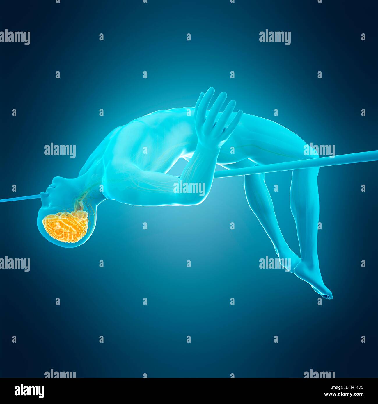 Anatomy of person high jumping hi-res stock photography and images - Alamy