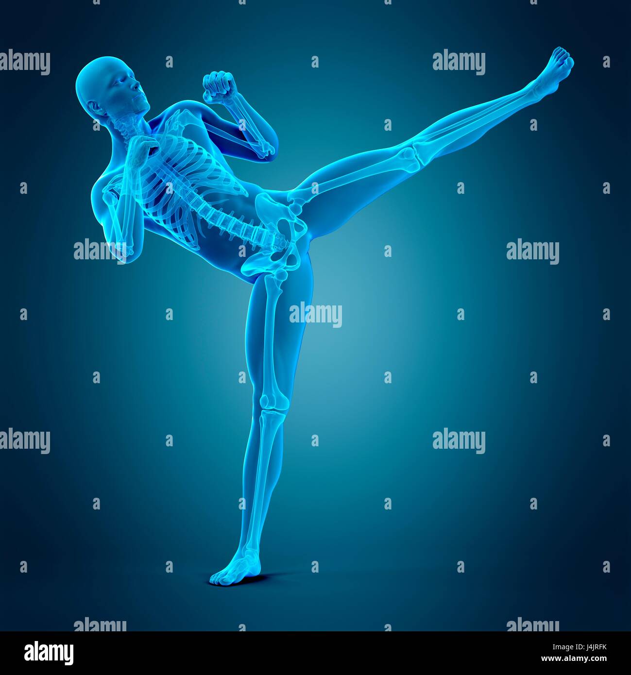 Skeletal structure of person doing high kick, illustration Stock Photo ...