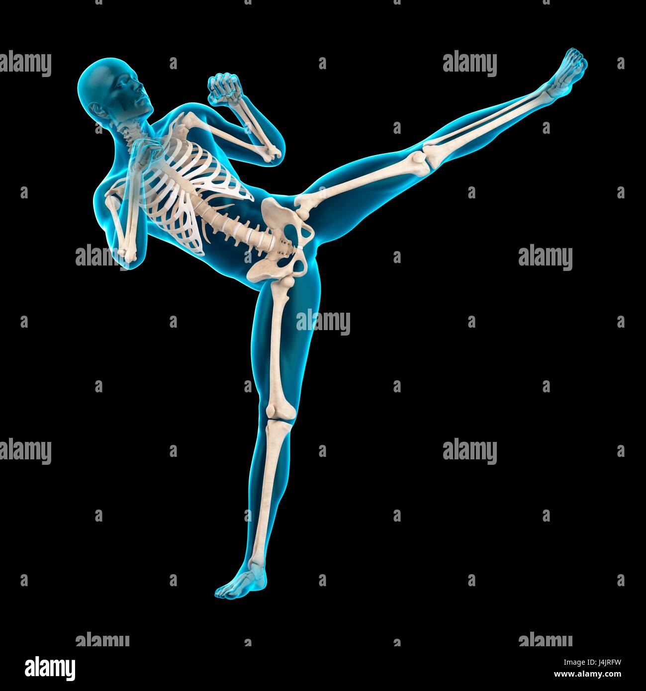 Skeletal structure of person doing high kick, illustration Stock Photo ...