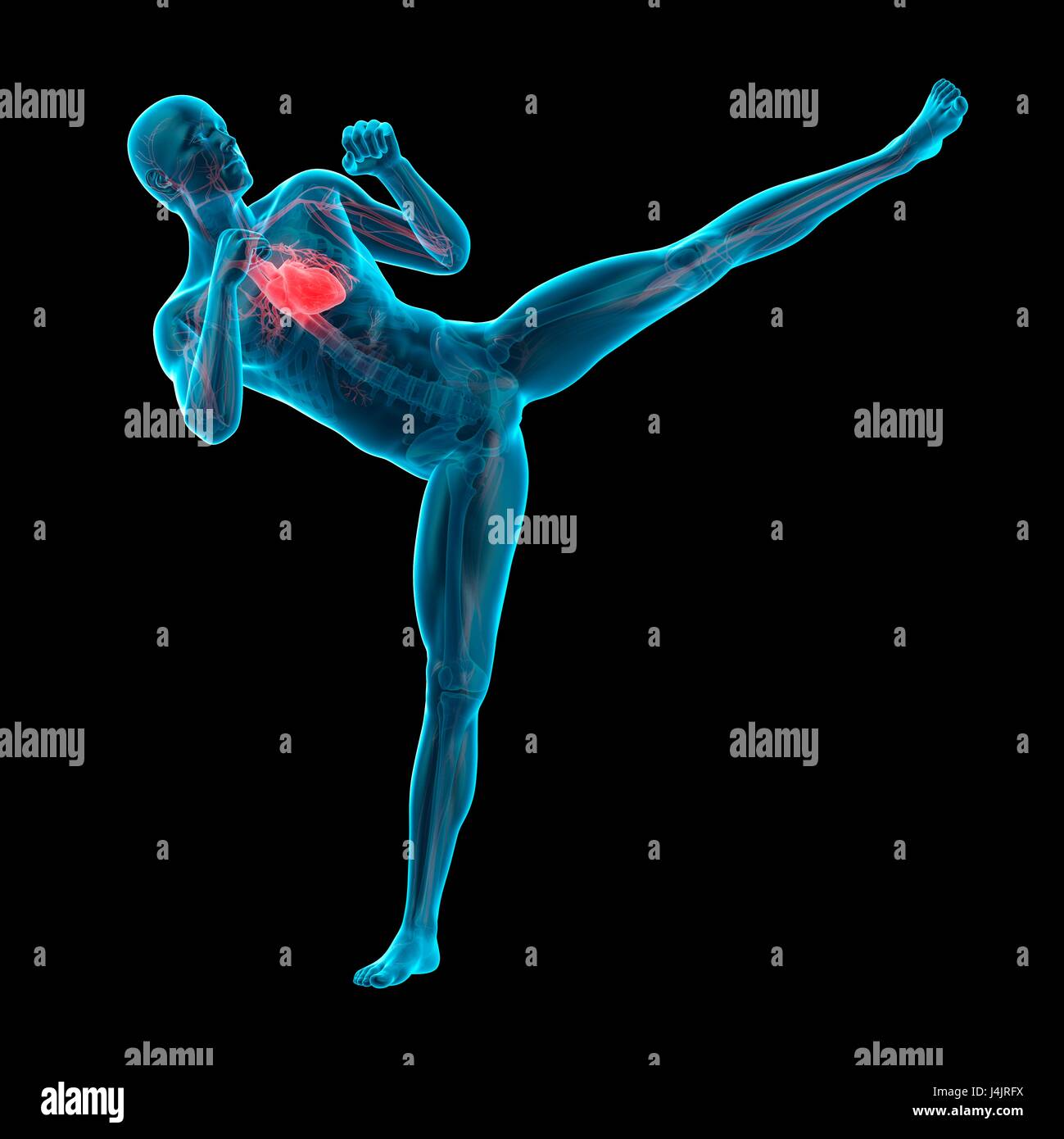 Anatomy of person doing high kick, illustration Stock Photo - Alamy