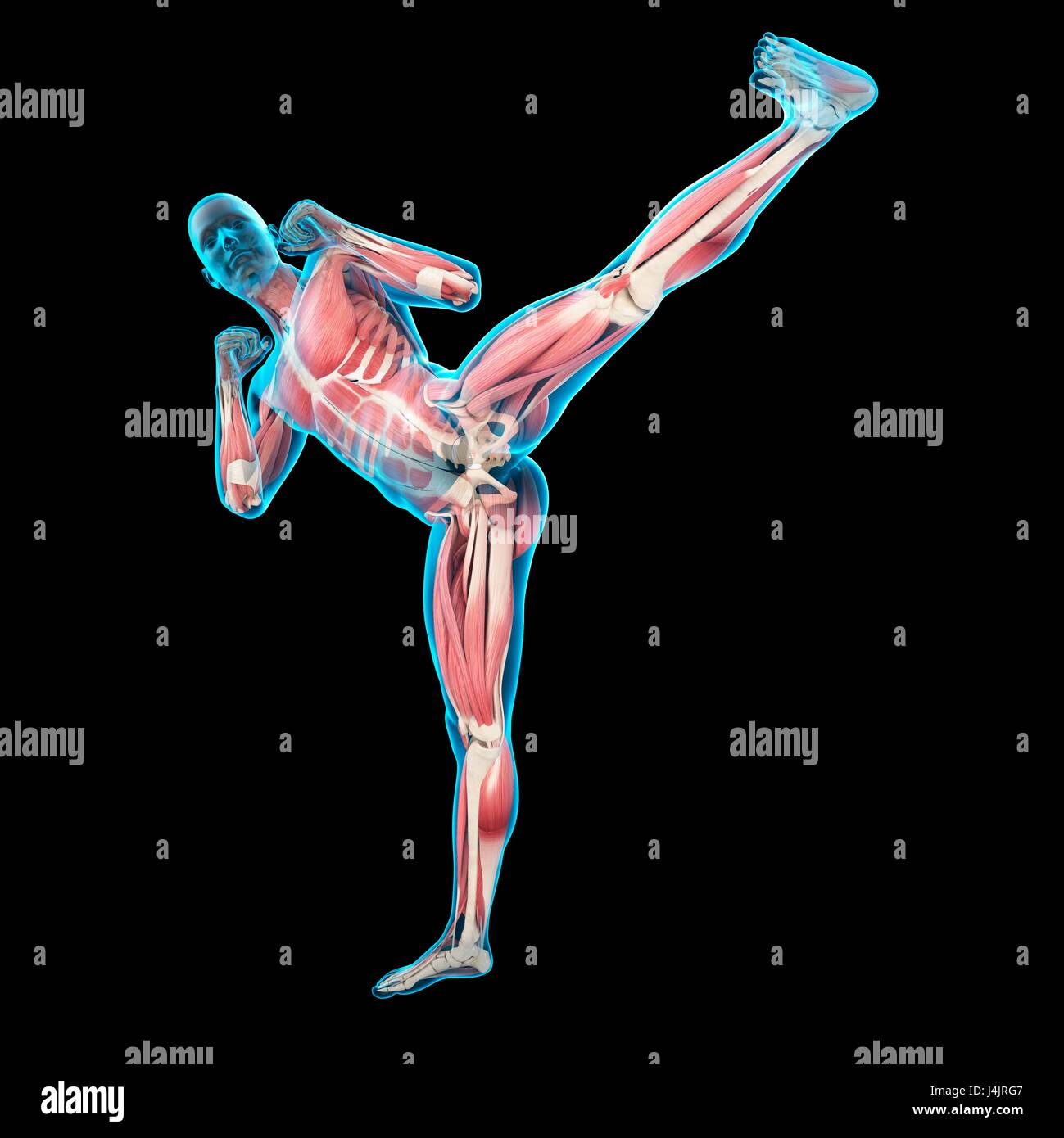Muscular structure of person doing high kick, illustration Stock Photo ...