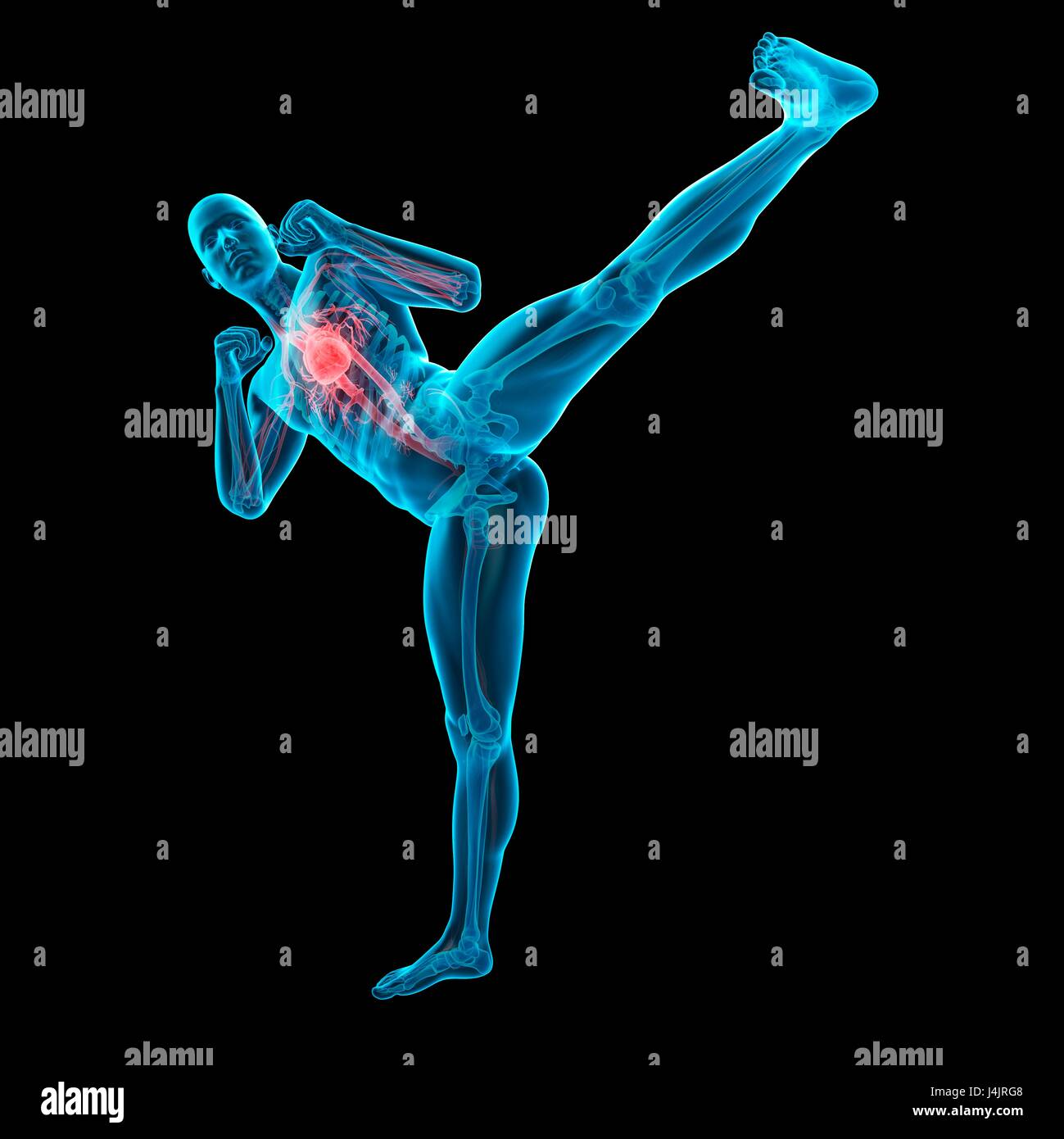 Anatomy of person doing high kick, illustration Stock Photo - Alamy