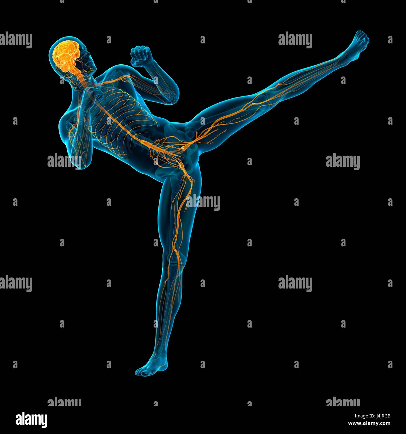 Nervous system of person doing high kick, illustration Stock Photo - Alamy