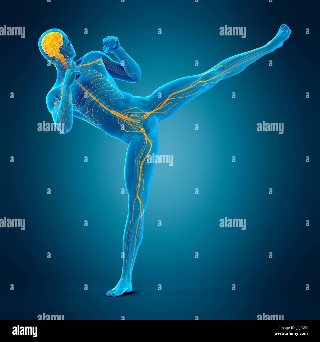 Nervous system of person doing high kick, illustration Stock Photo - Alamy