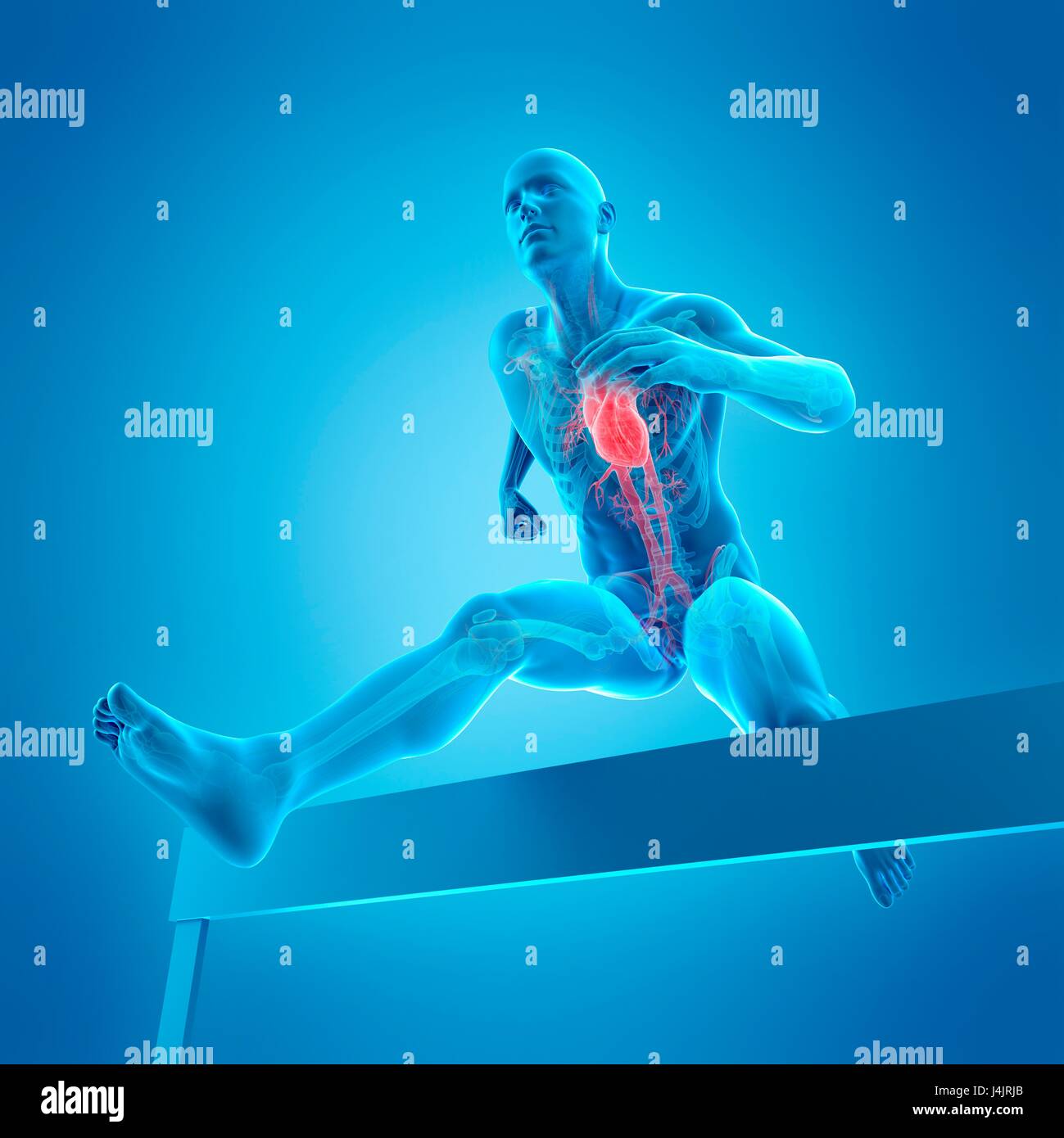 Anatomy of athlete hurdling over hurdle, illustration Stock Photo - Alamy