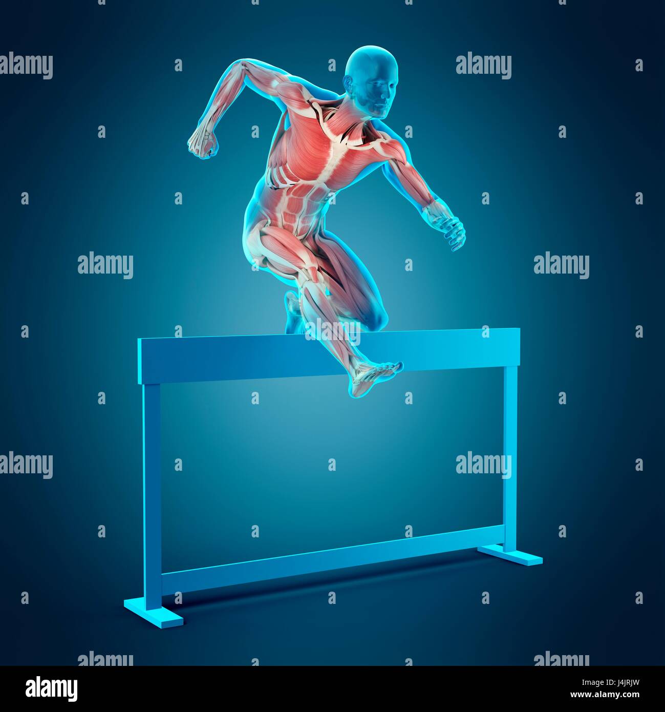 Muscular structure of athlete hurdling over hurdle, illustration Stock ...
