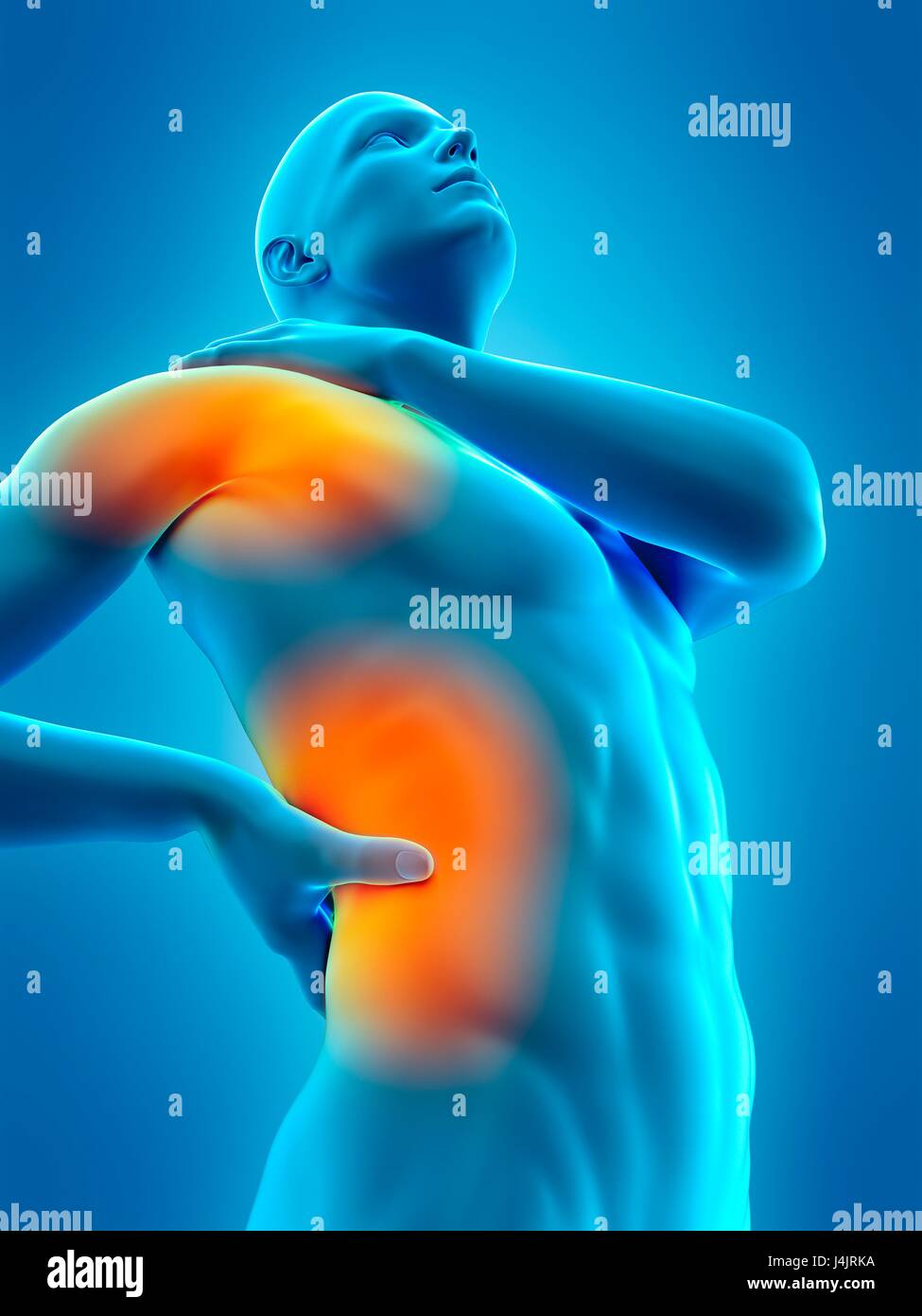 Human shoulder and waist pain, illustration Stock Photo - Alamy