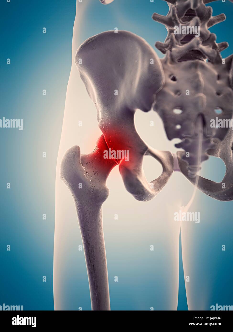 Hip joint structure hi-res stock photography and images - Alamy