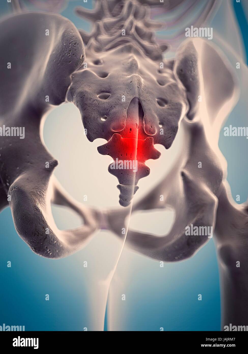 Human coccyx, illustration Stock Photo - Alamy