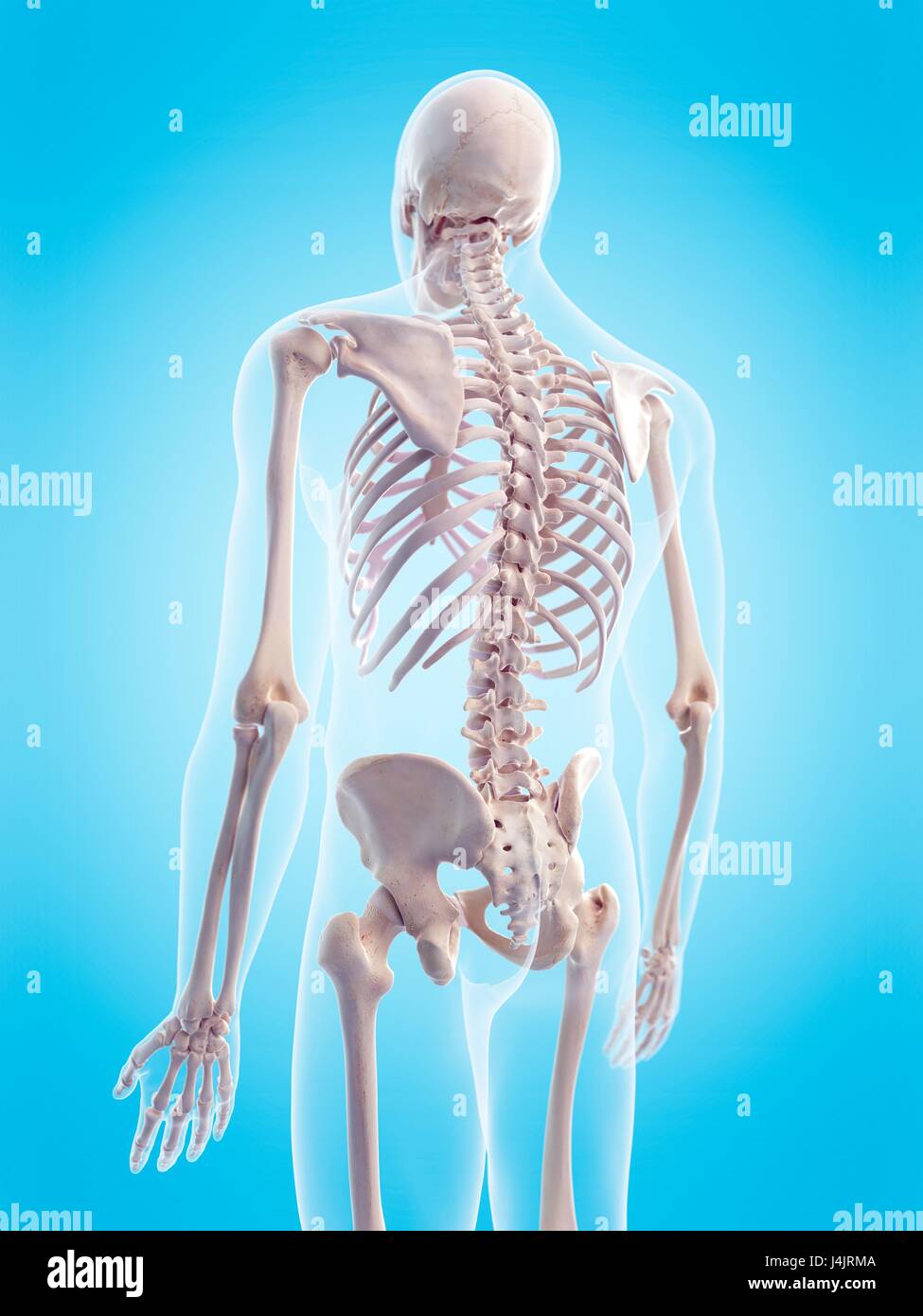 Human skeletal structure, illustration Stock Photo - Alamy