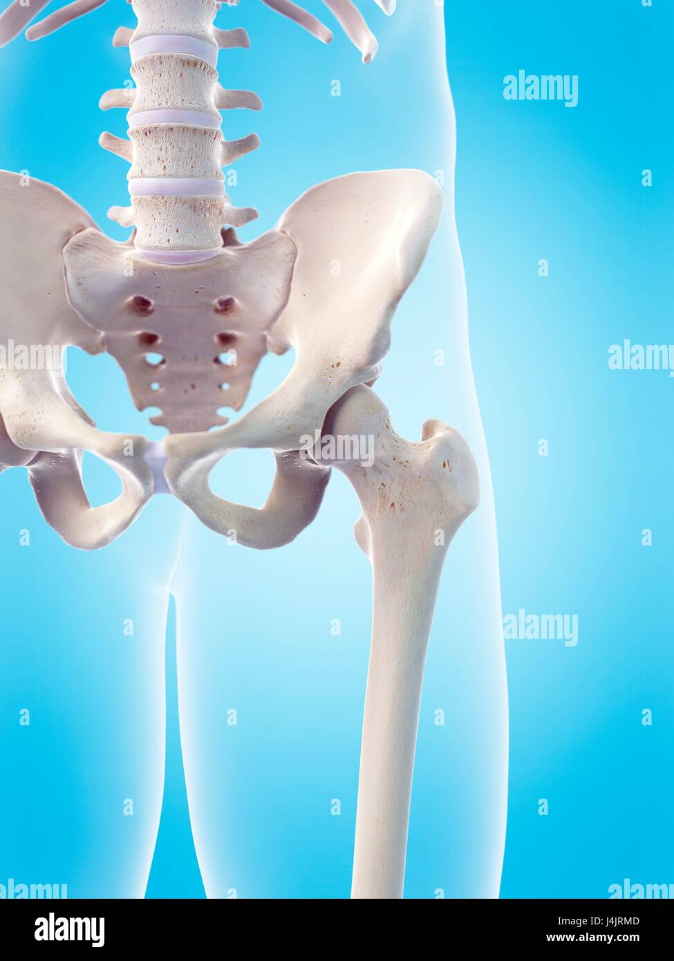 Human skeletal hips hi-res stock photography and images - Alamy