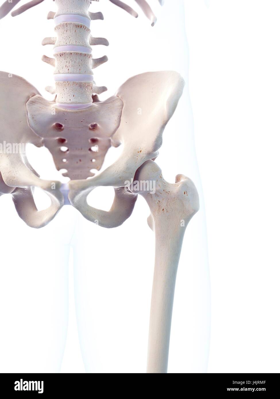 Human hips, illustration Stock Photo - Alamy