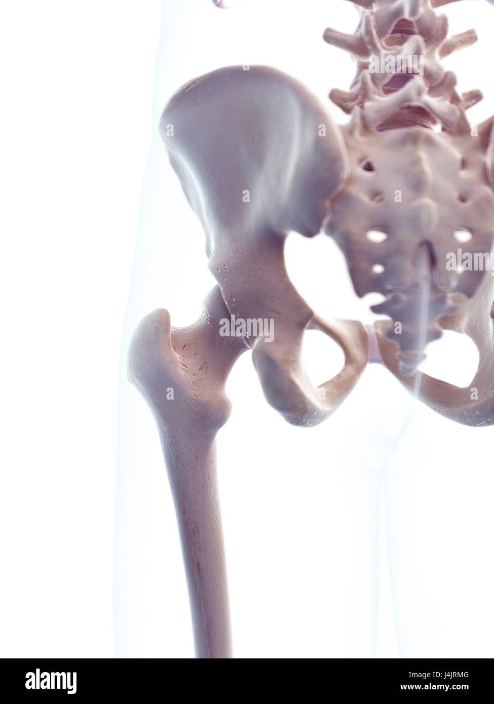 Human hips, illustration Stock Photo - Alamy