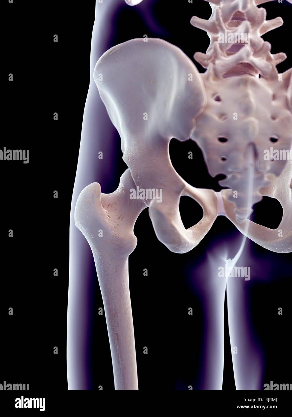 Human hips, illustration Stock Photo - Alamy