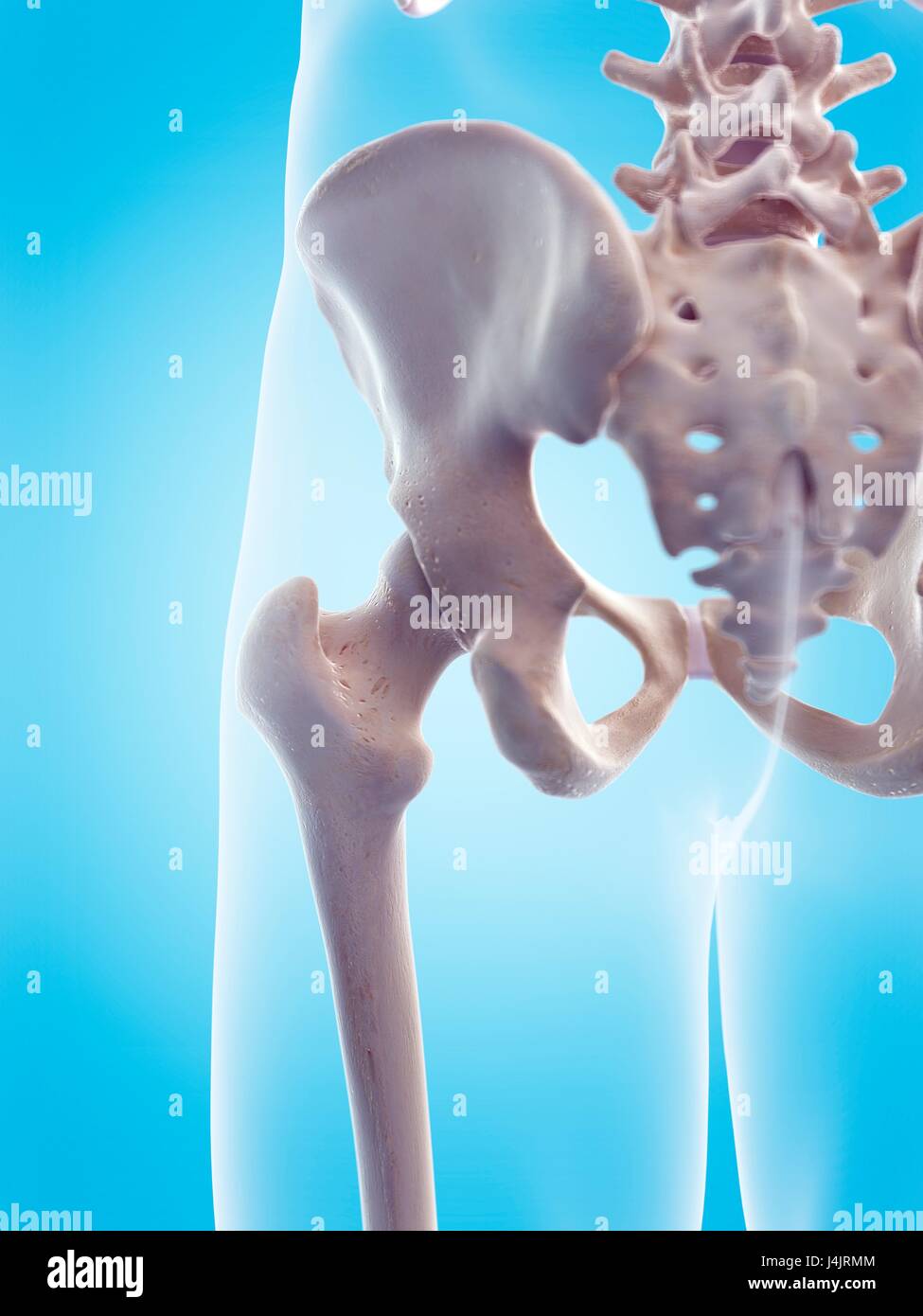 Human skeletal hips hi-res stock photography and images - Alamy