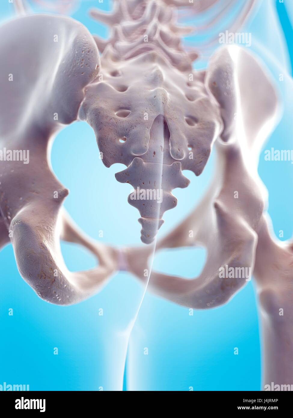 Human hips, illustration Stock Photo - Alamy
