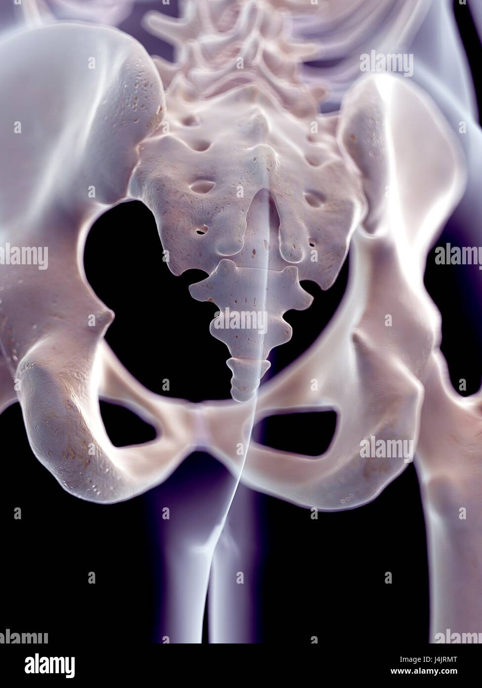 Human skeletal hips hi-res stock photography and images - Alamy