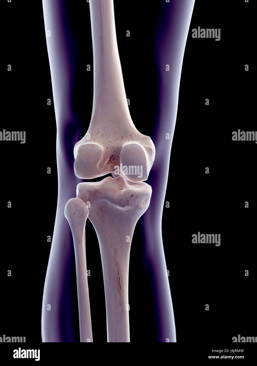 Human Knee Joint High Resolution Stock Photography and Images - Alamy