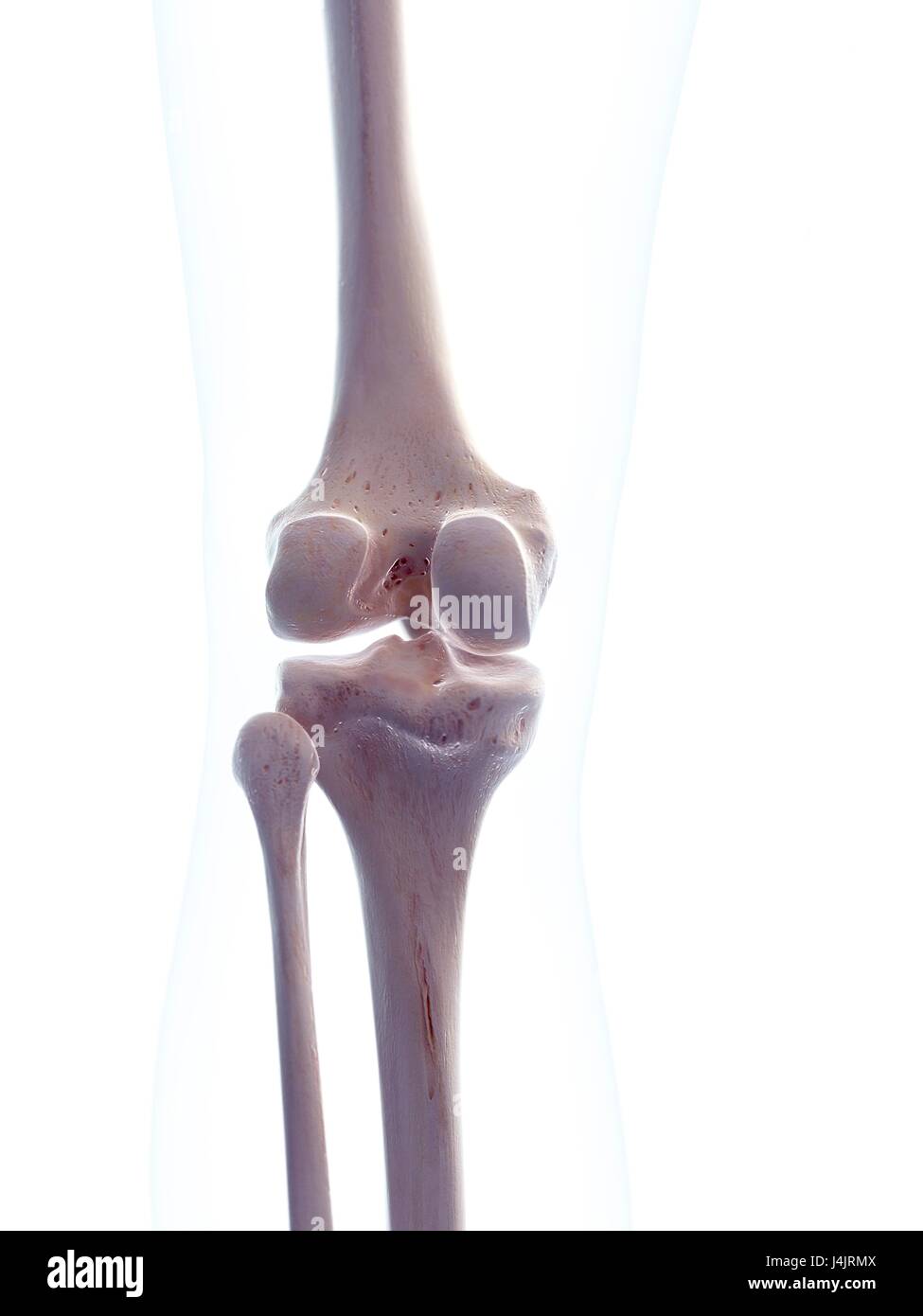 Human knee joint, illustration Stock Photo - Alamy