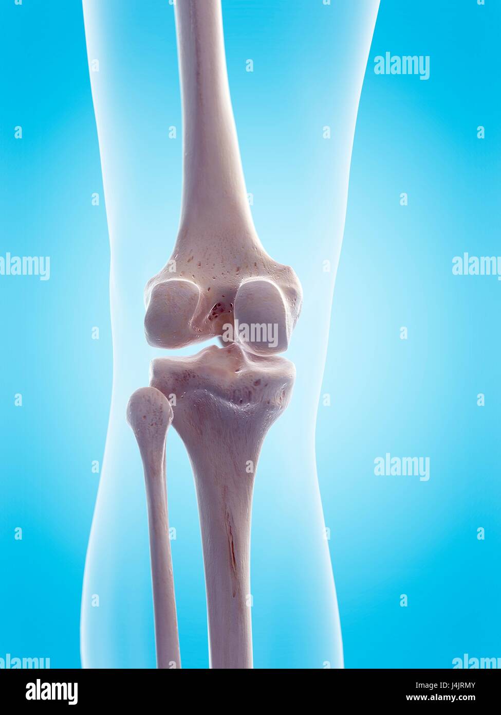 Human knee joint, illustration Stock Photo - Alamy