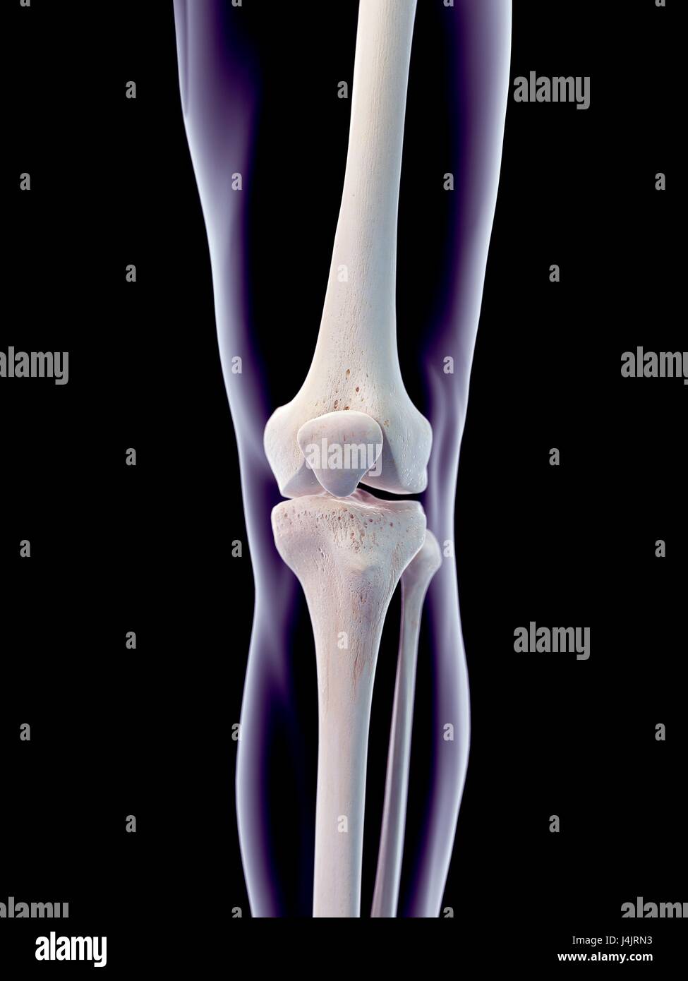 Human knee joint, illustration Stock Photo - Alamy