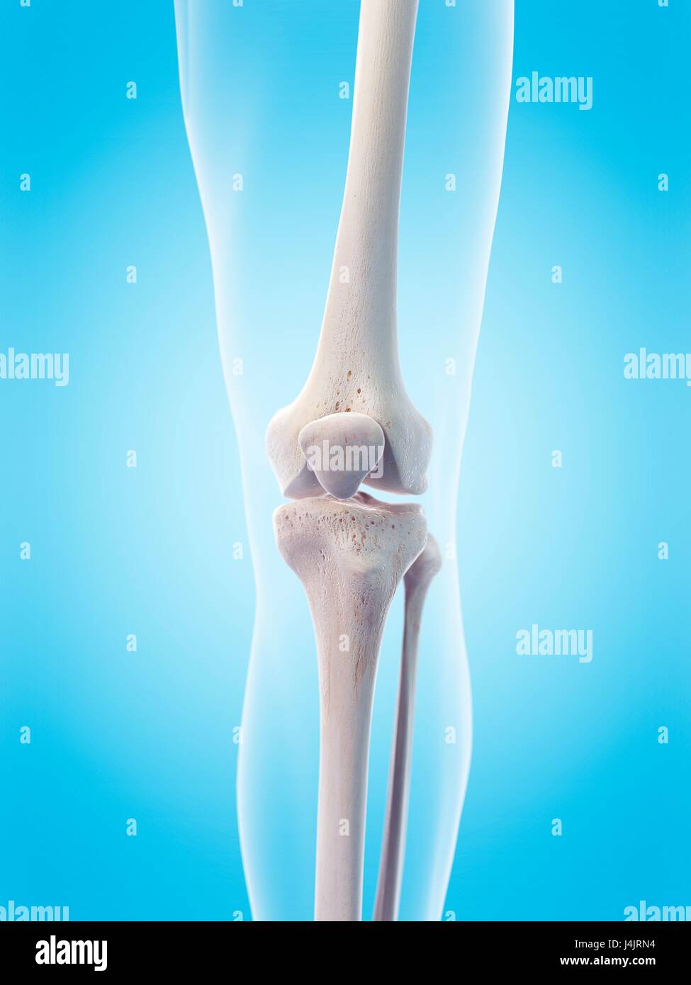 Human knee joint, illustration Stock Photo - Alamy