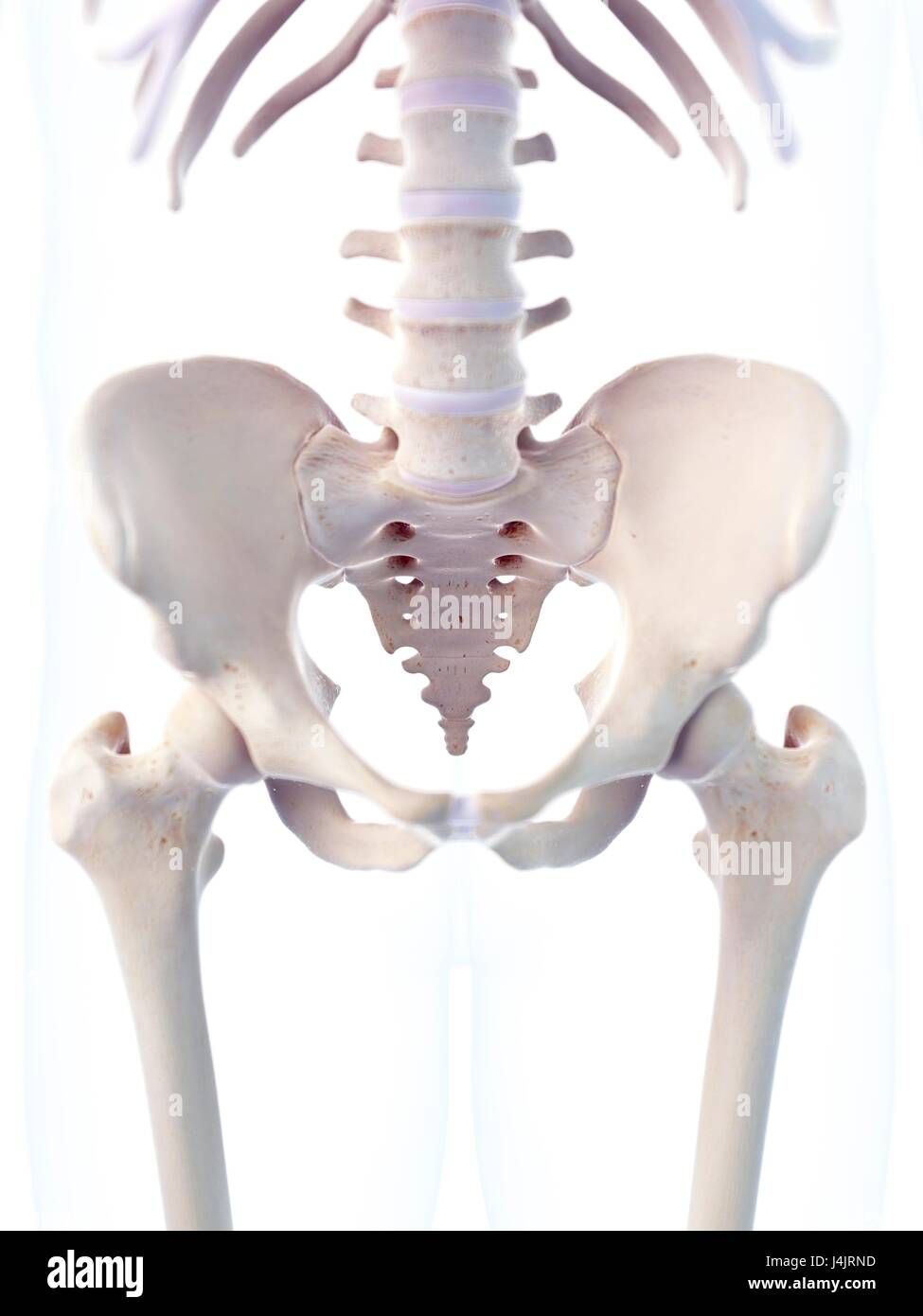 Sacrum Illustration High Resolution Stock Photography and Images - Alamy