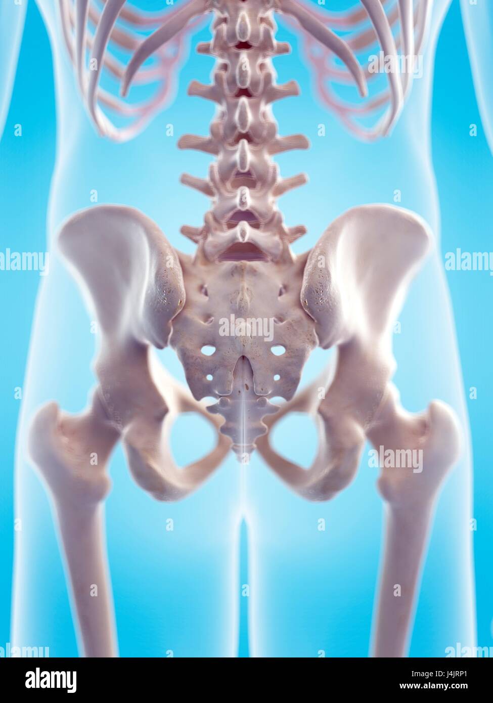 Human sacrum, illustration Stock Photo - Alamy