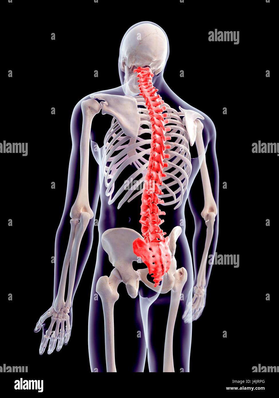 Spinal pain hi-res stock photography and images - Alamy