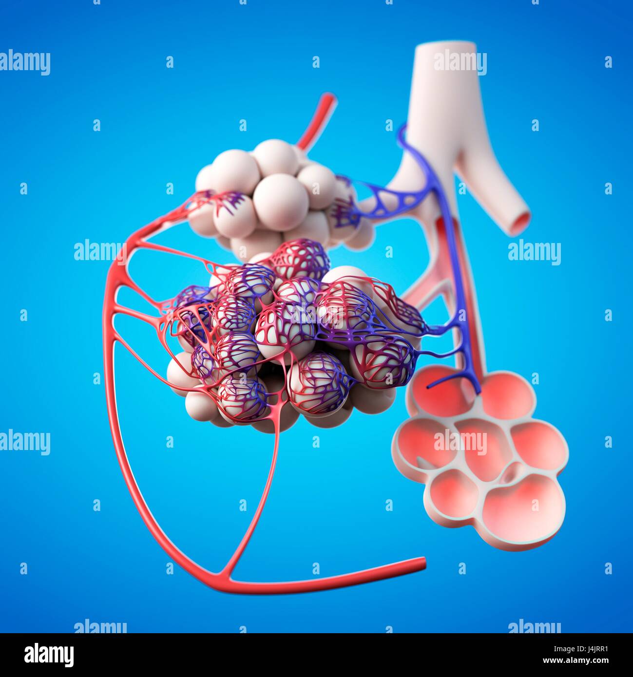 Human alveoli, illustration Stock Photo - Alamy Human alveoli, illustration Stock Photo - Alamy