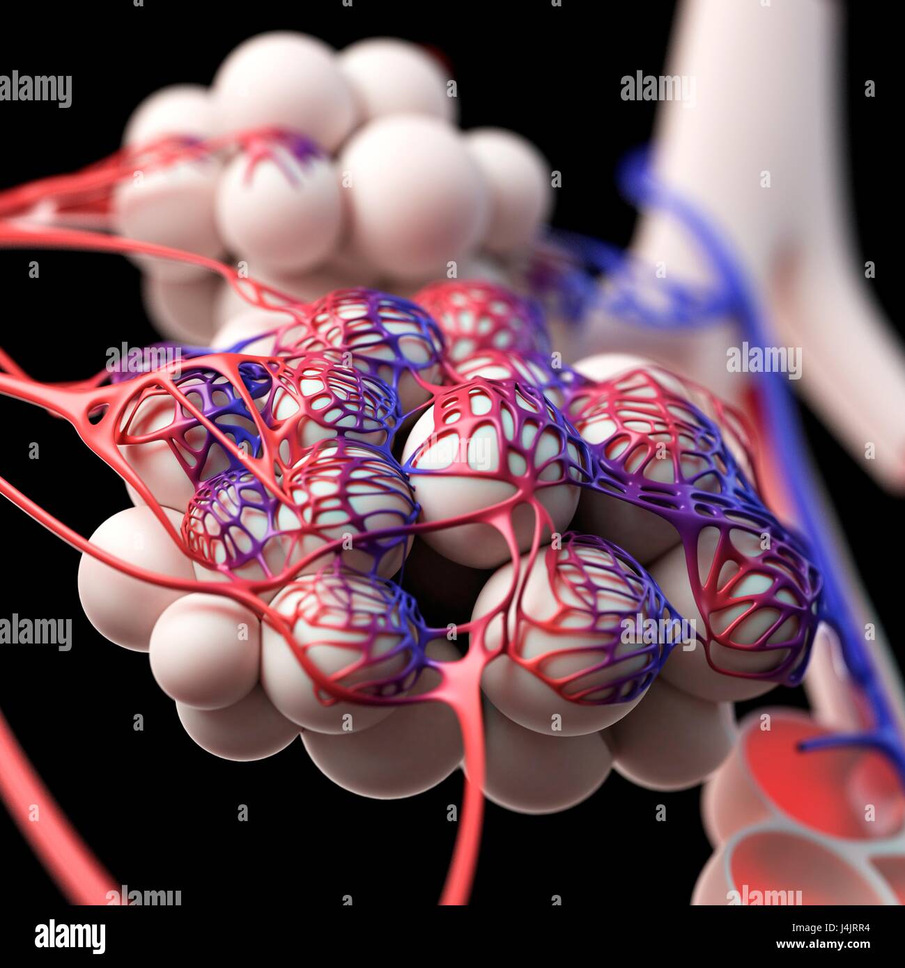 Human alveoli, illustration Stock Photo - Alamy Human alveoli, illustration Stock Photo - Alamy