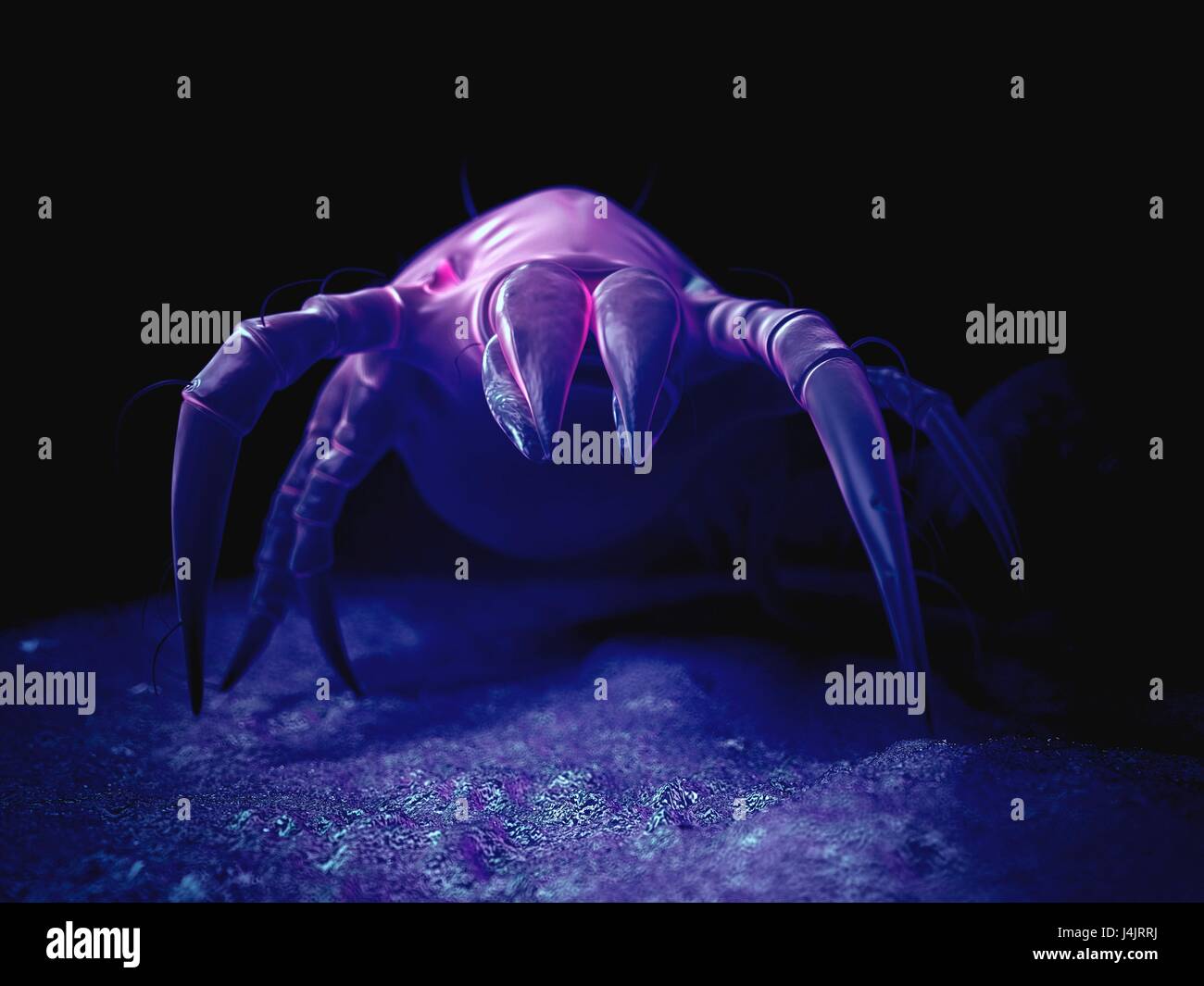 Dust Mite Illustration High Resolution Stock Photography and Images - Alamy