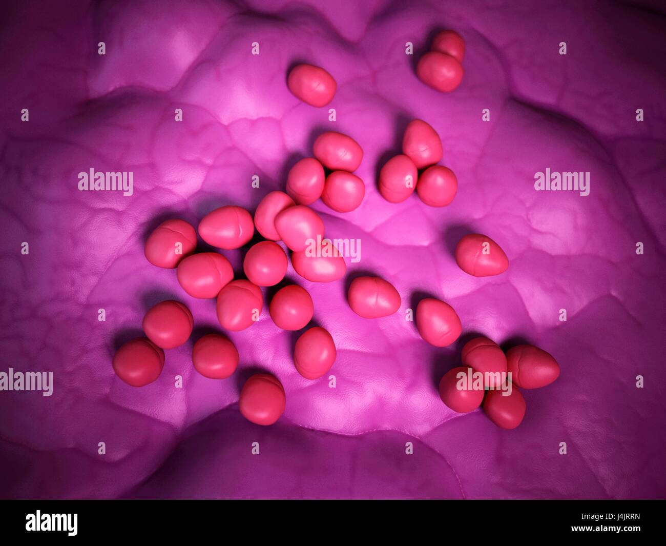 Enterococcus bacteria, artwork hi-res stock photography and images - Alamy
