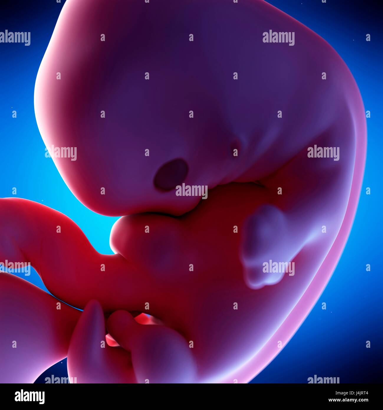 Human fetus at week 7 of gestation, illustration Stock Photo - Alamy