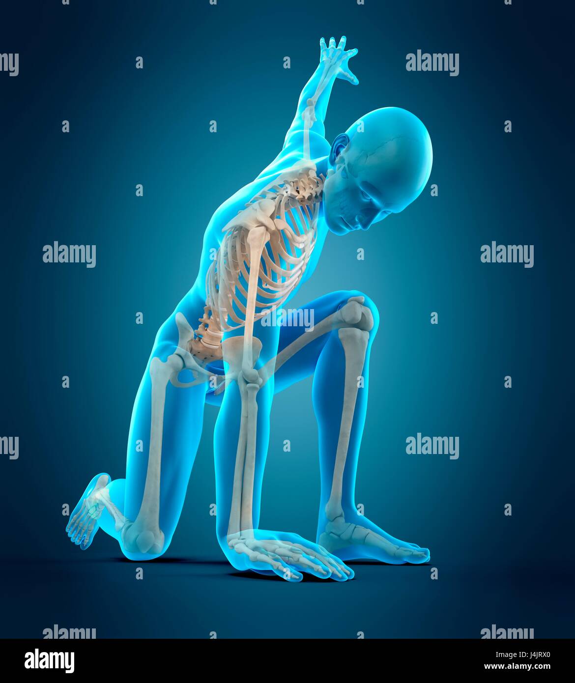 Skeletal structure of person kneeling with arm raised, illustration ...