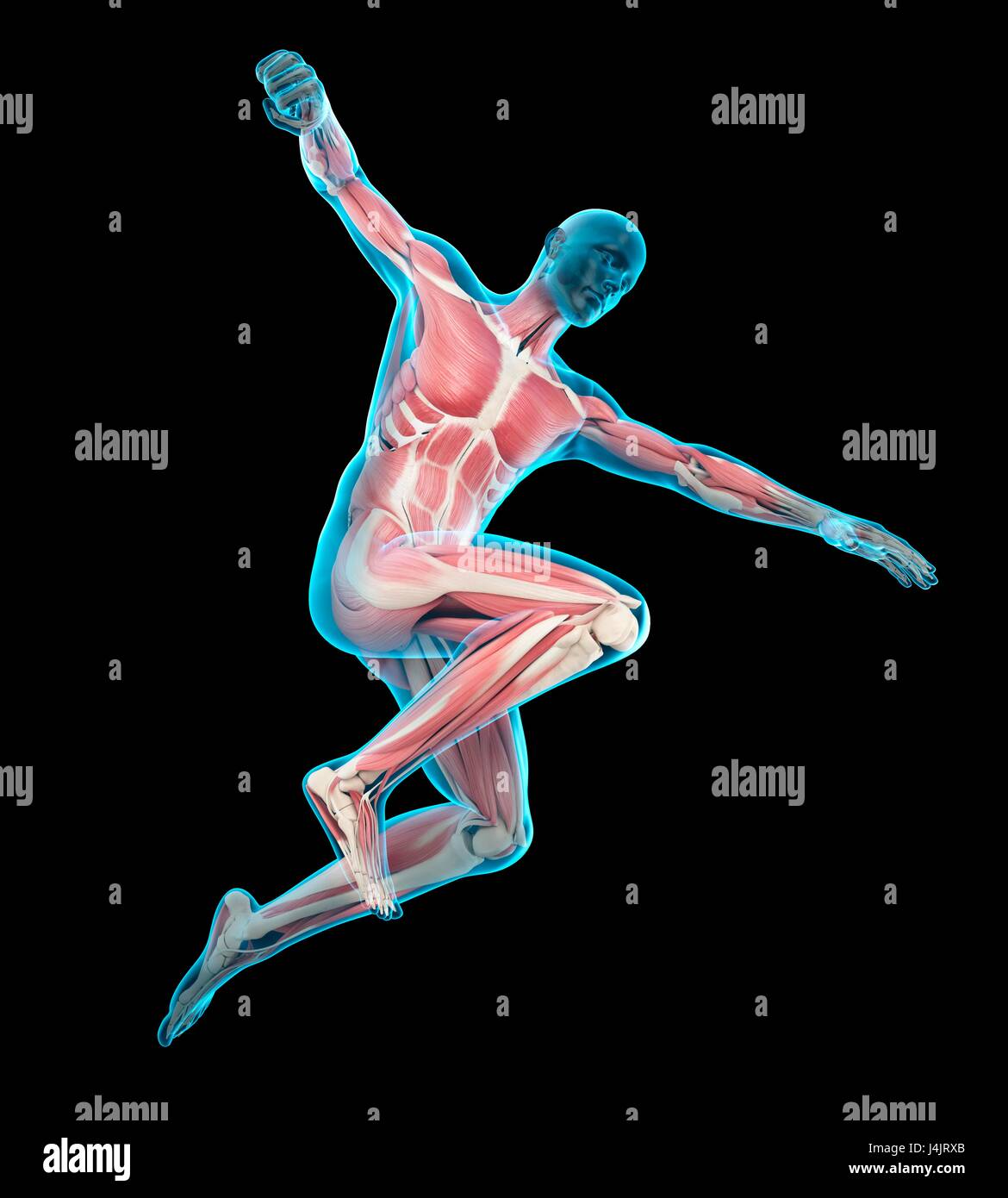 Muscular structure of person jumping with arms outstretched ...